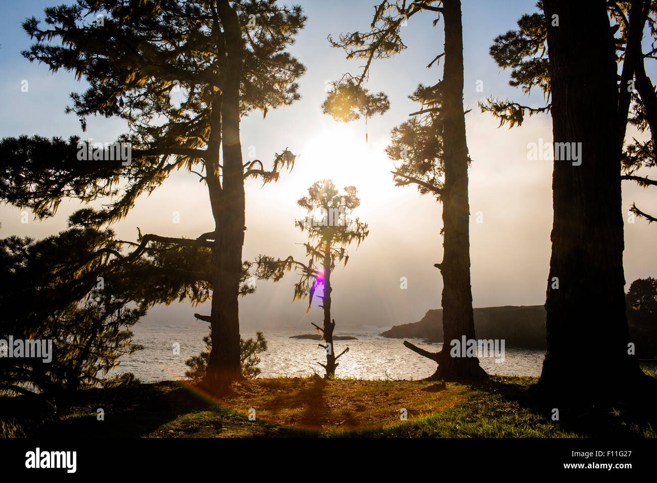 Trees growing near ocean Stock Photo - Alamy