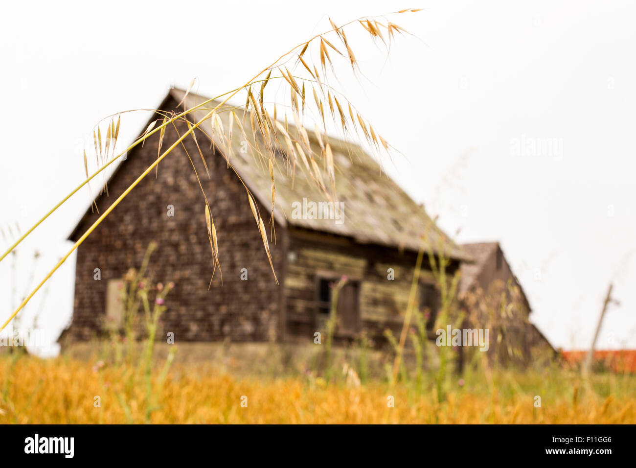 Dilapidated shed in rural hi-res stock photography and images - Alamy