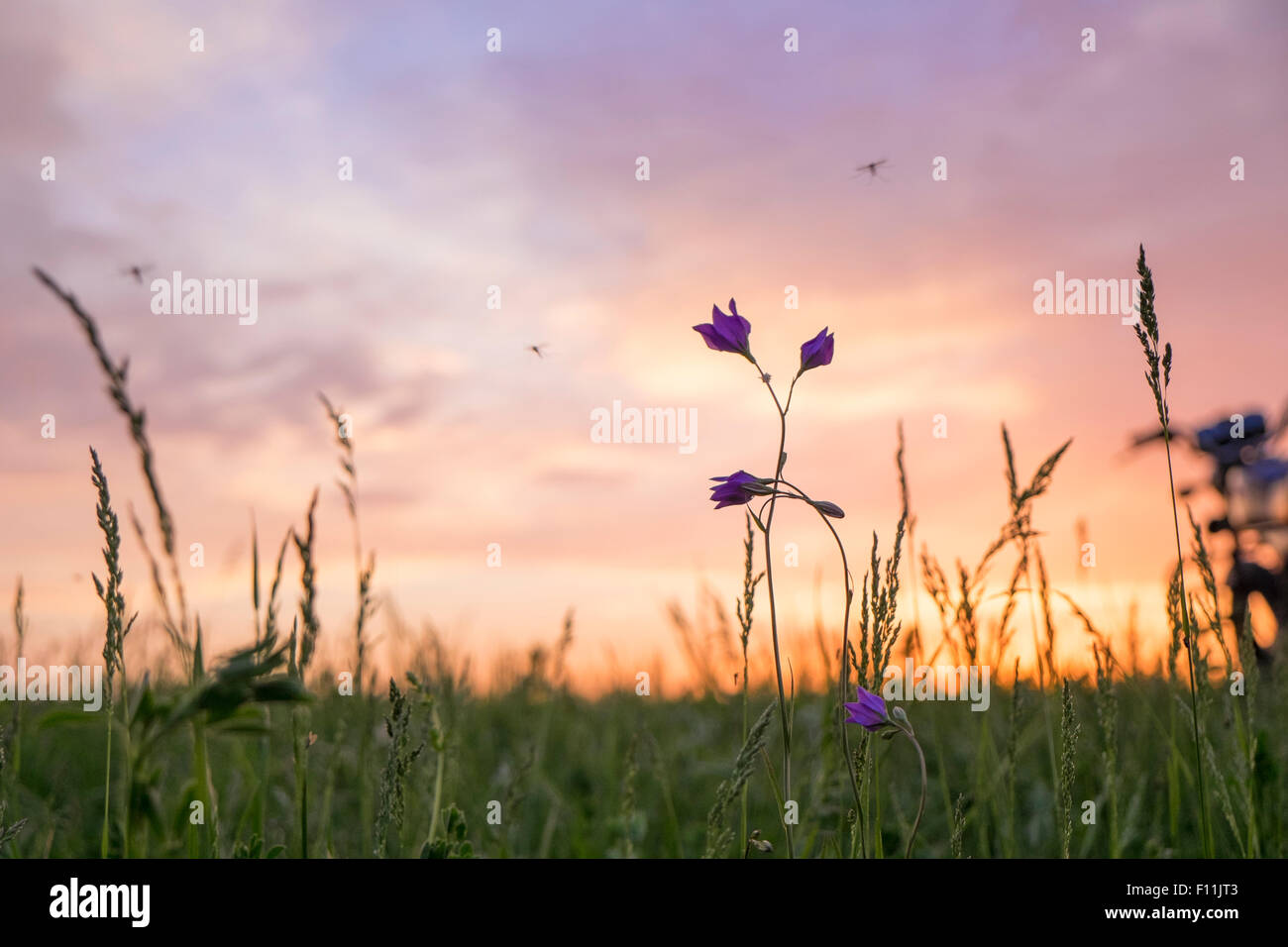Wildflowers growing in rural field Stock Photo - Alamy