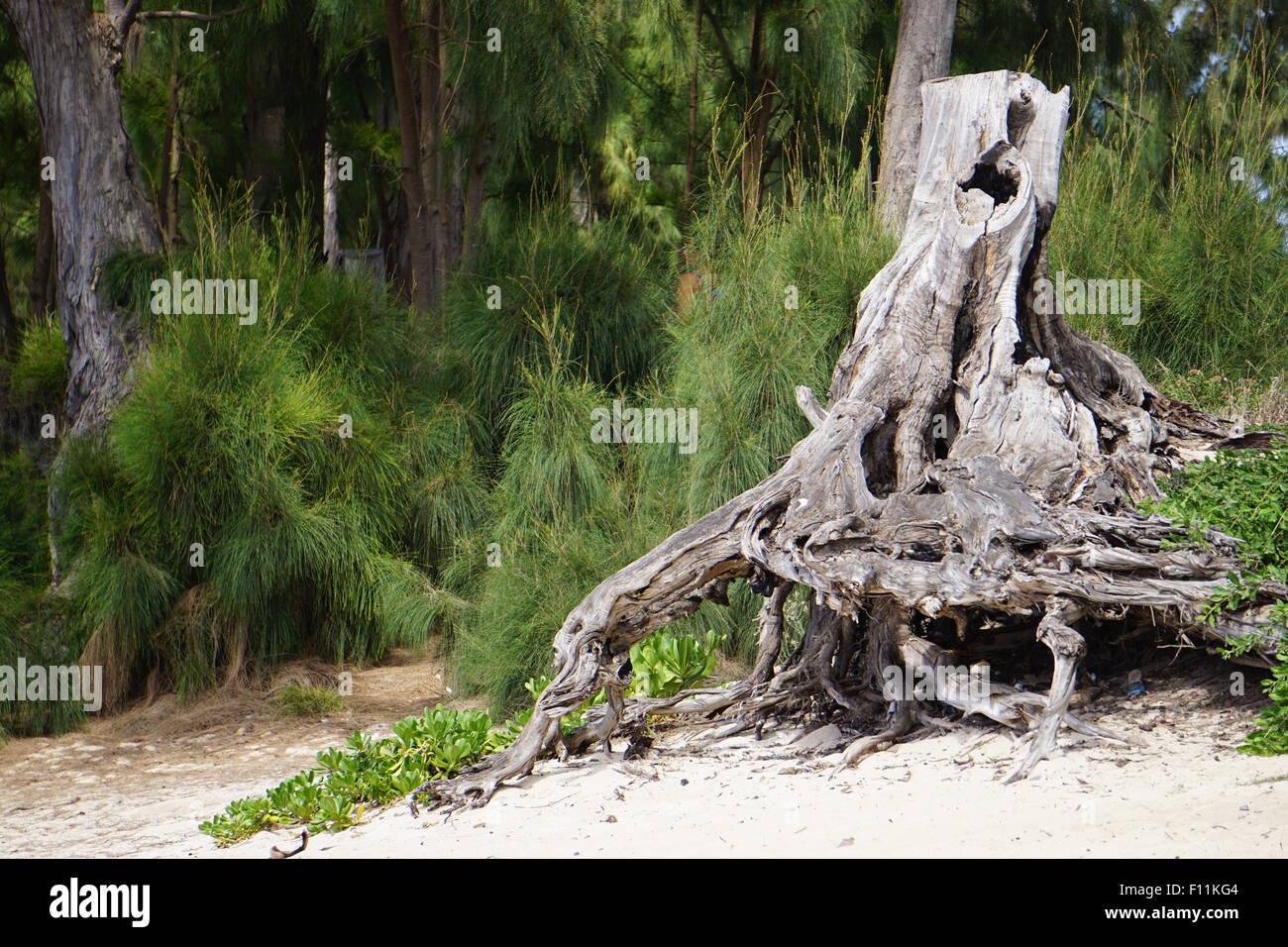 Tree roots on the beach hi-res stock photography and images - Alamy