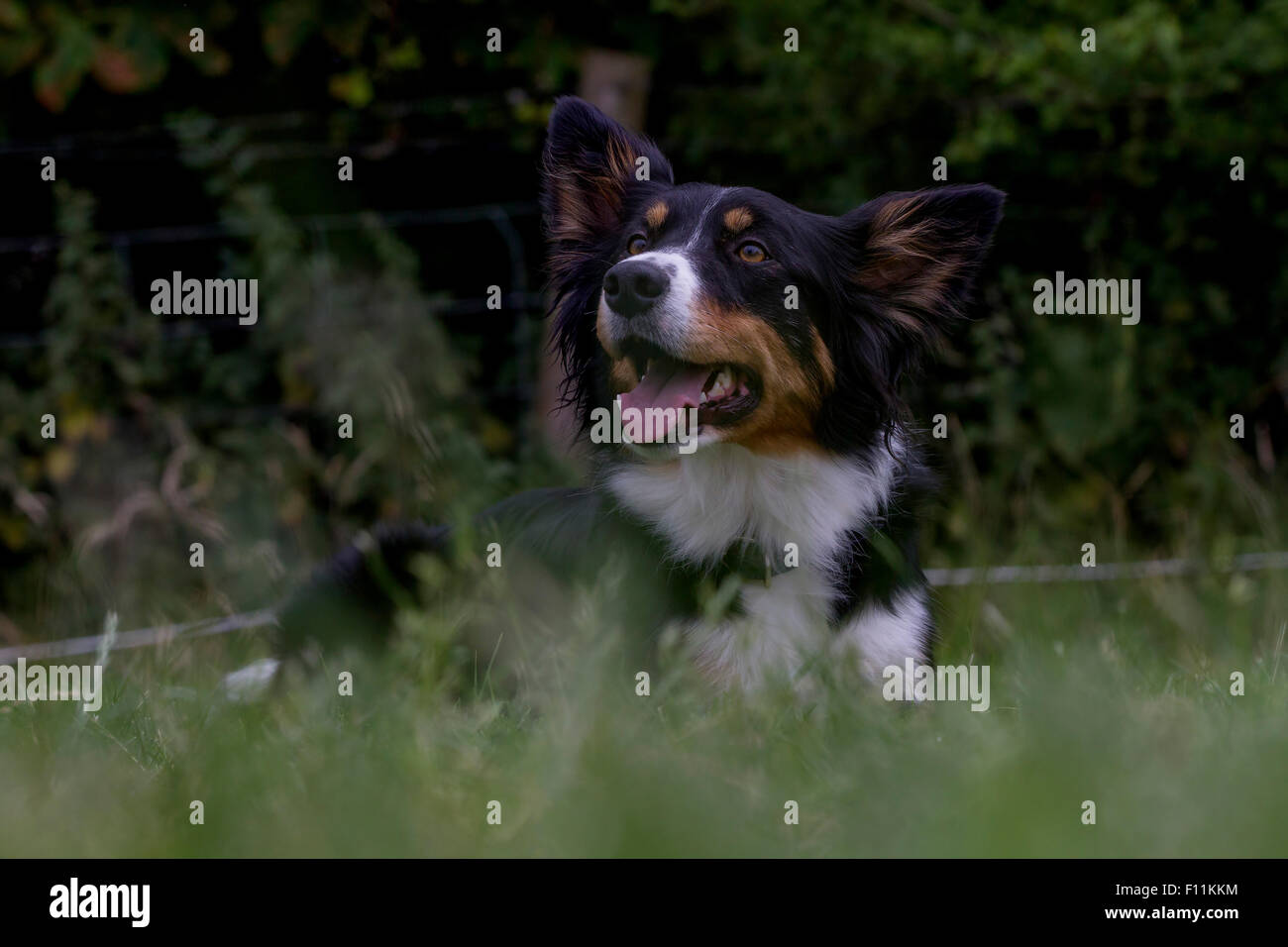 Tri Coloured Collie at The Kennel Club International Dog Agility ...