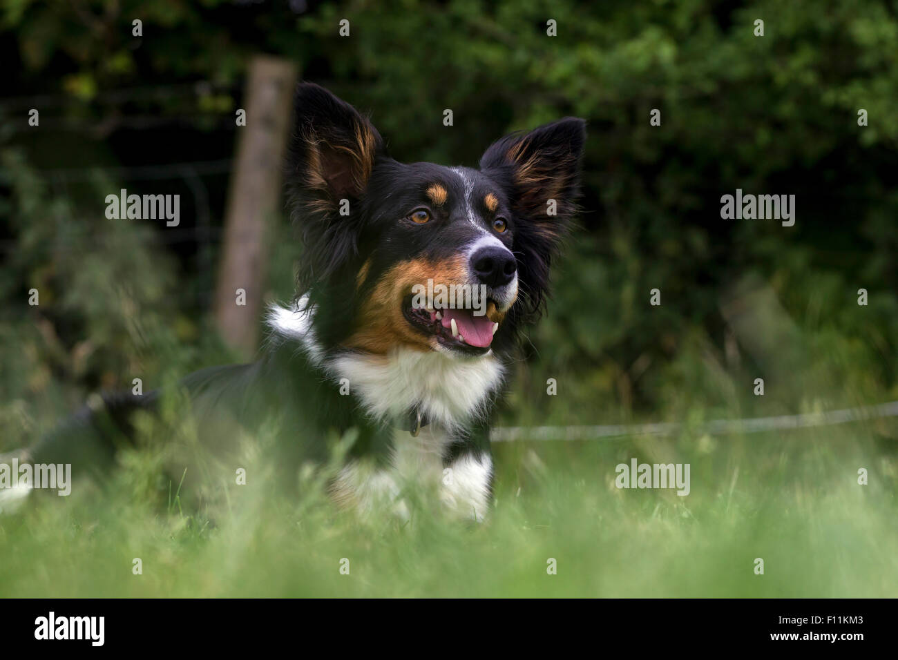 Tri Coloured Collie at The Kennel Club International Dog Agility ...