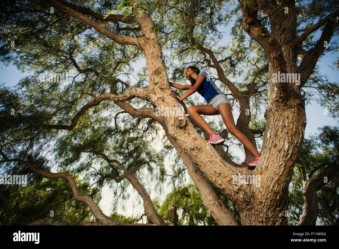 Climbing at the tree hi-res stock photography and images - Alamy