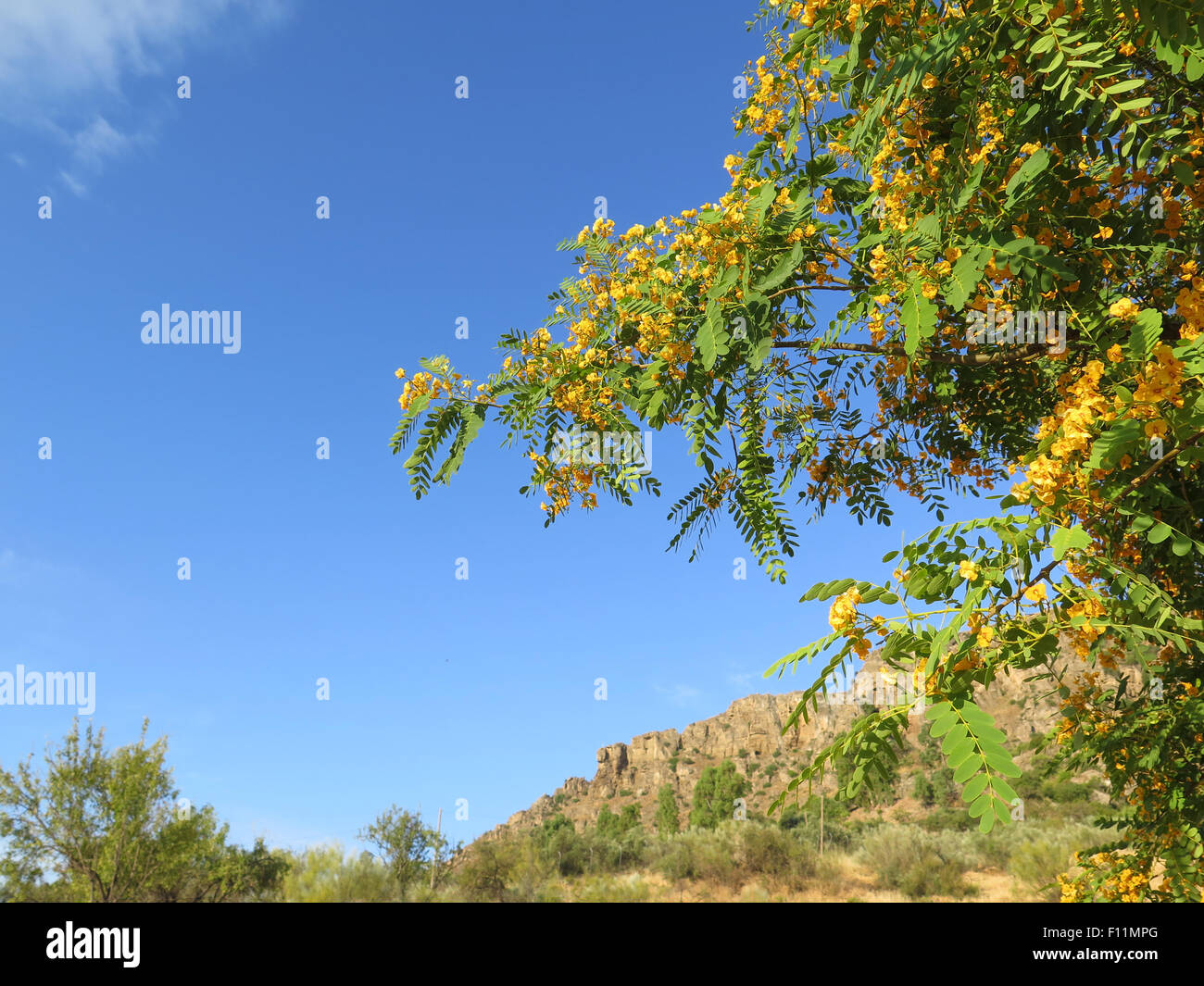 Yellow flowers on large acacia tree near Alora Andalusia Stock Photo ...
