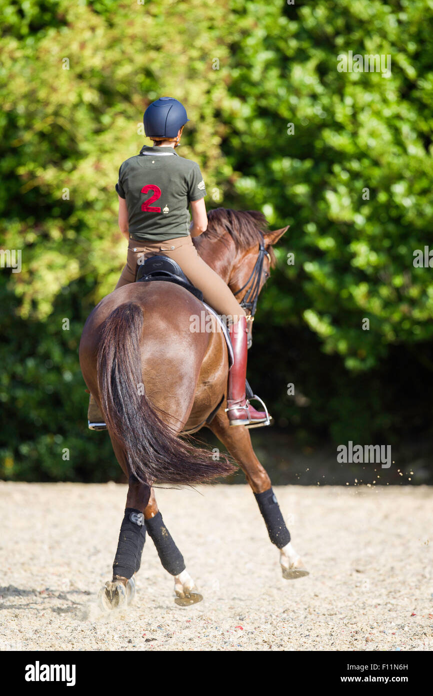 Hanoverian Horse rider performing half-pass Stock Photo - Alamy