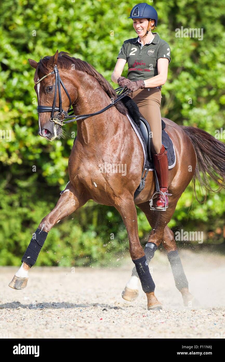Grand Prix Dressage Horse Half Pass