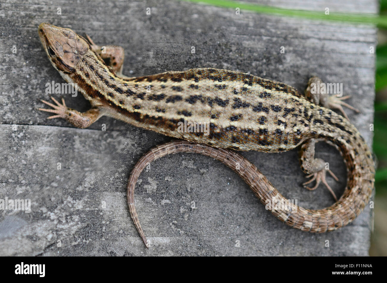 Lizard at feet hi-res stock photography and images - Alamy