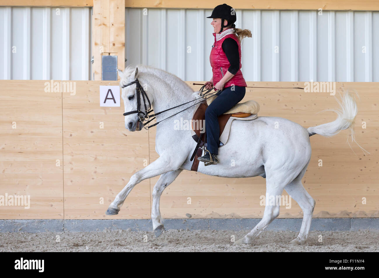 German Riding Pony Rider white pony performing change leg canter Stock ...