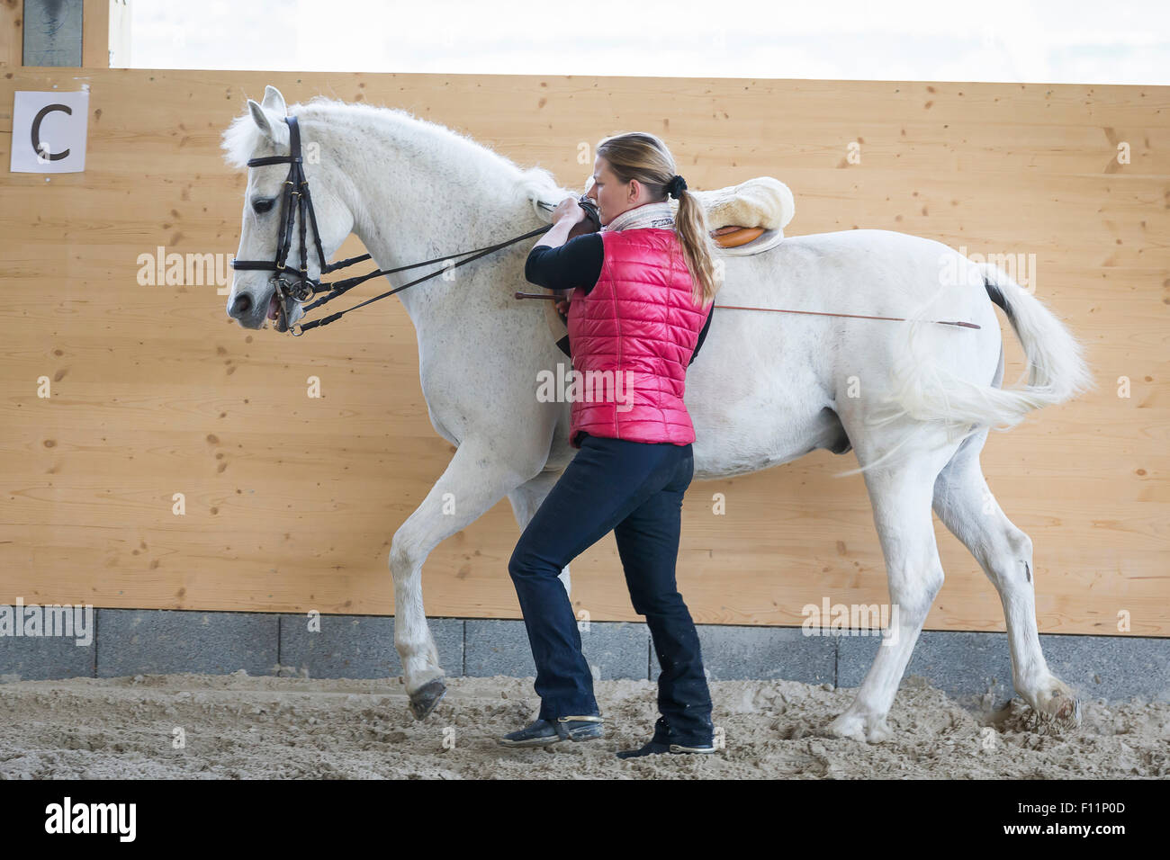 German Riding Pony Rider white pony performing walk in-hand Stock Photo ...
