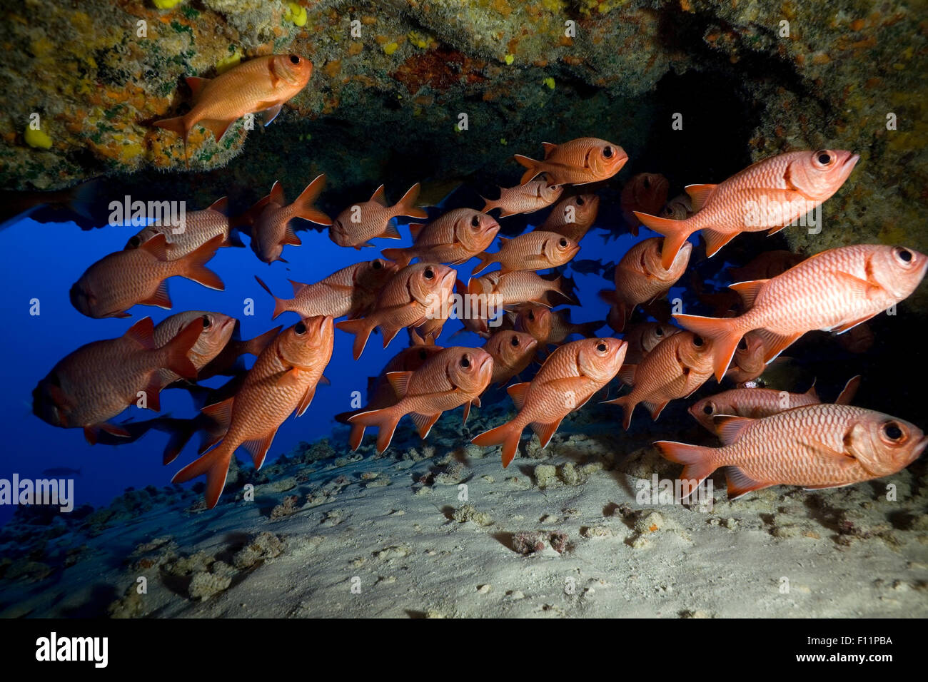 Underwater animals hi-res stock photography and images - Alamy