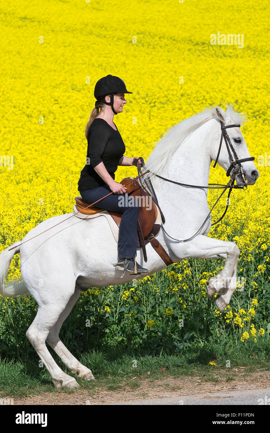 German Riding Pony Rider white pony performing pesade front flowering ...