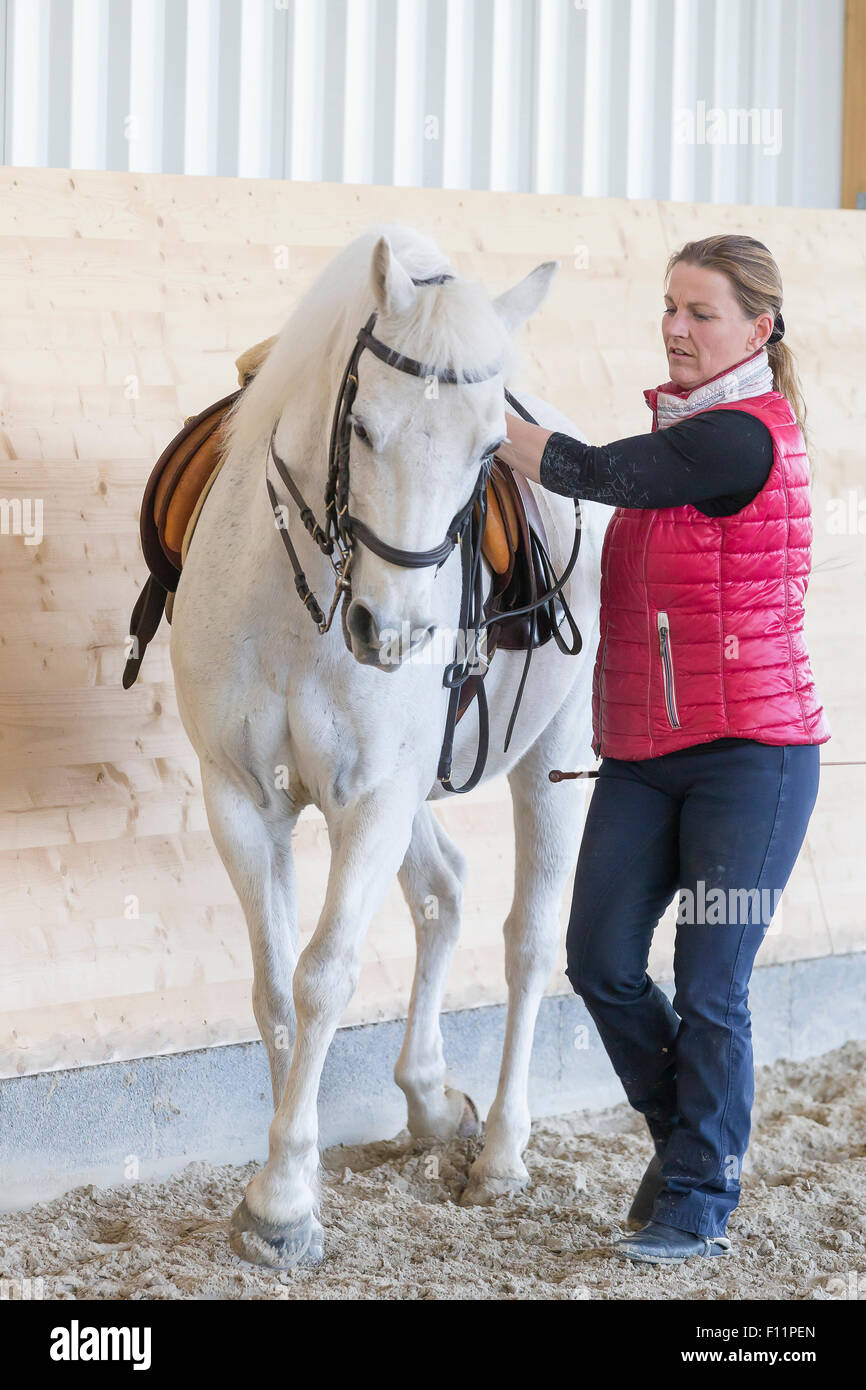 German Riding Pony Rider white pony performing shoulder-in walk in-hand ...