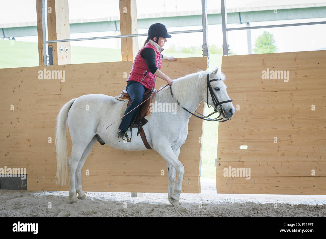 German Riding Pony Rider white pony openning the door riding hall Stock ...