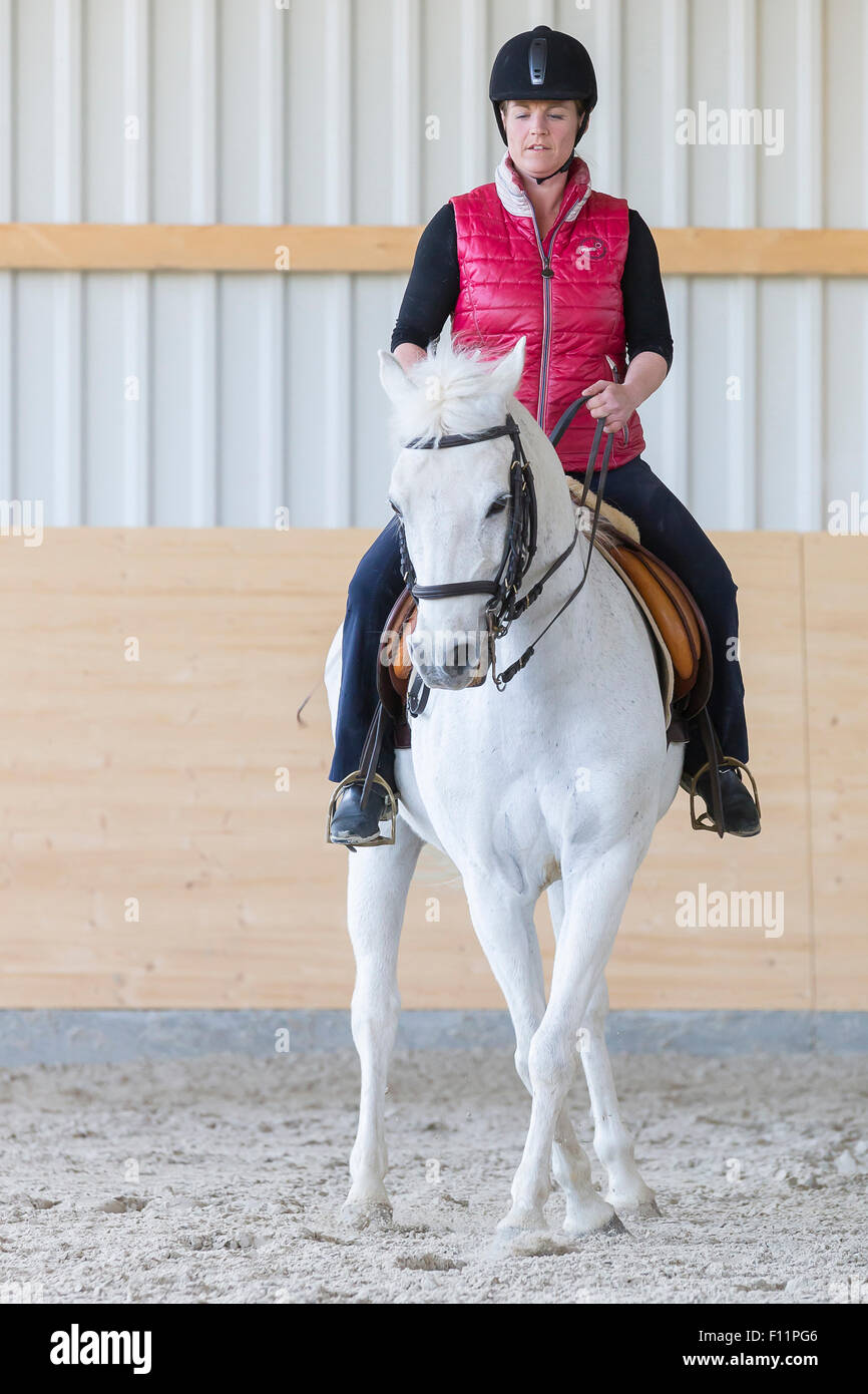 German Riding Pony Rider white pony performing half-pass Stock Photo ...