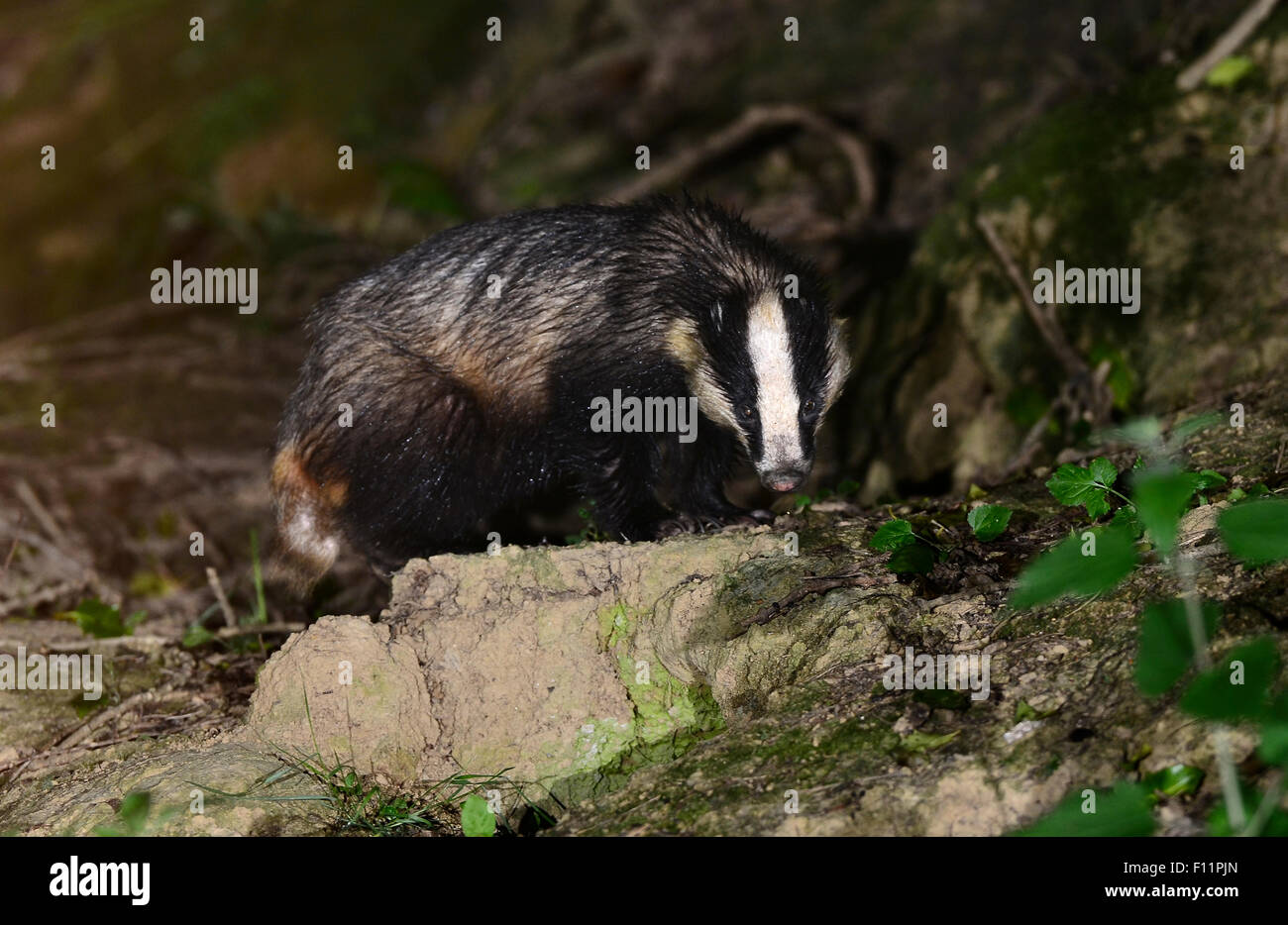 Badger night hi-res stock photography and images - Alamy