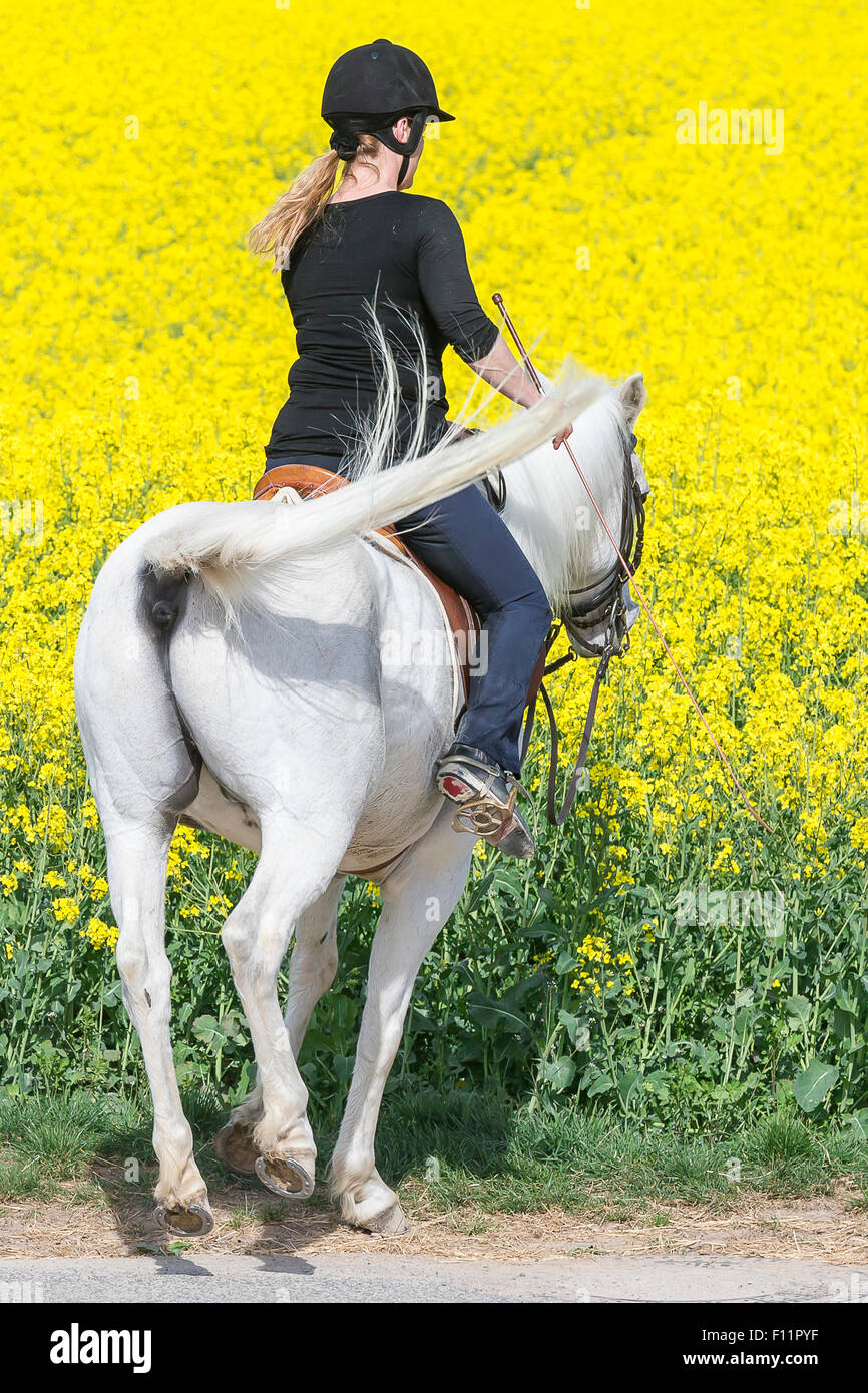 German Riding Pony White pony showing resistance against its rider ...