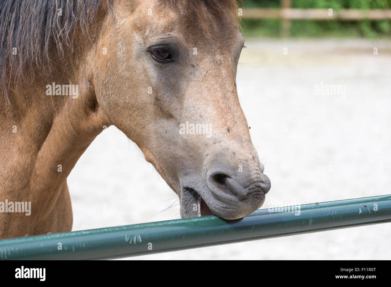 Cribbing hi-res stock photography and images - Alamy
