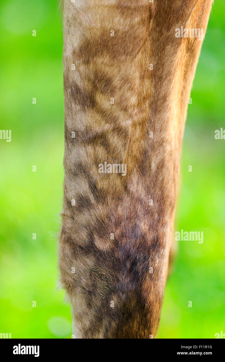 Horse leg markings hi-res stock photography and images - Alamy