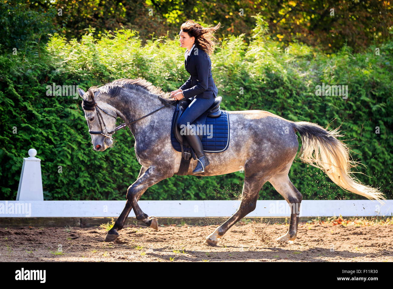 Holsteiner Horse Rider riding place, galloping dappled grey gelding ...