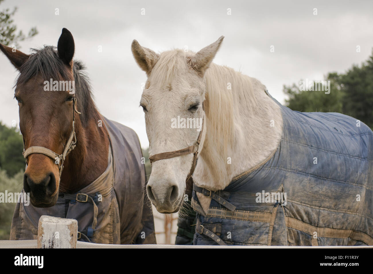 Two horses in winter hi-res stock photography and images - Alamy