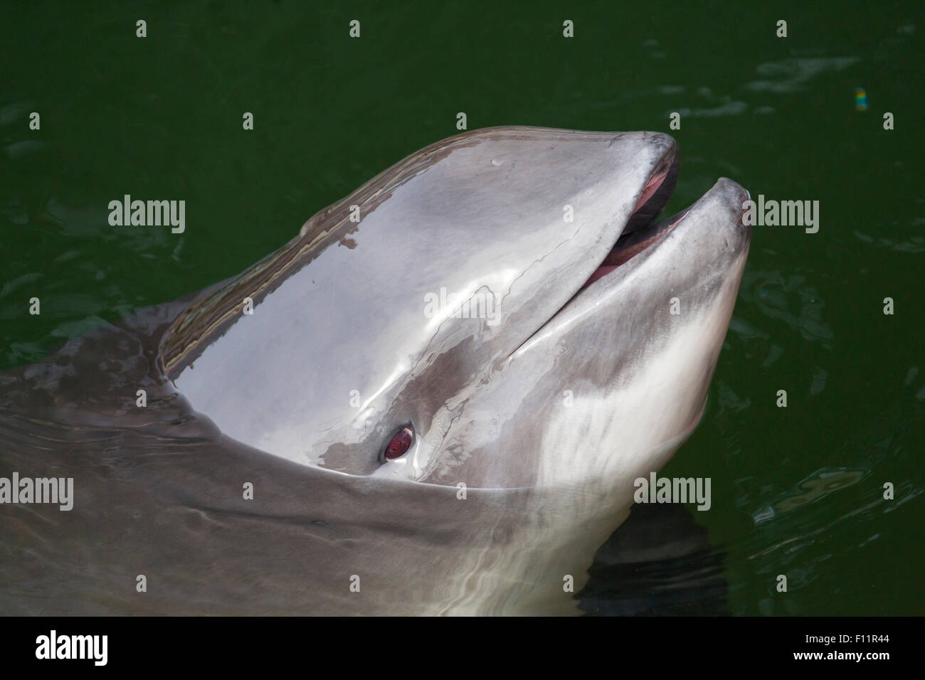 Common Harbor Porpoise (Phocoena phocoena) looking out from the sea ...