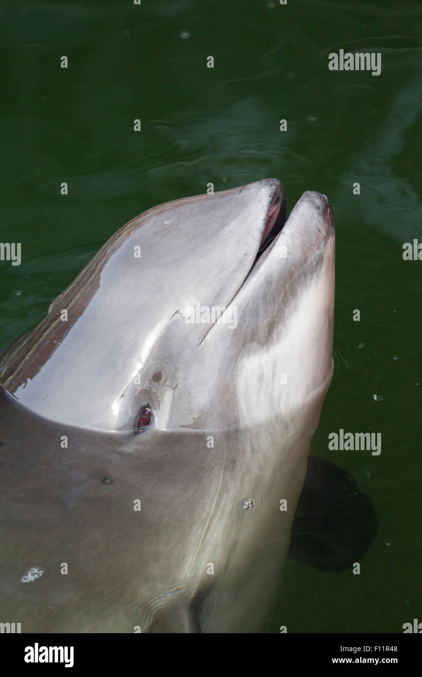Common harbor porpoise hi-res stock photography and images - Alamy
