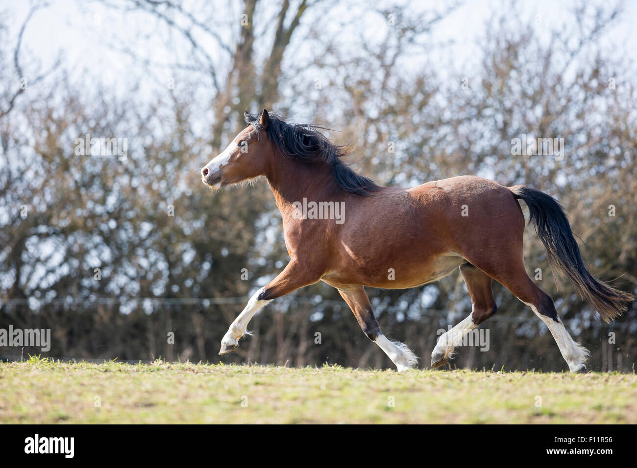 Welsh Mountain Pony Bay adult trotting pasture Stock Photo - Alamy