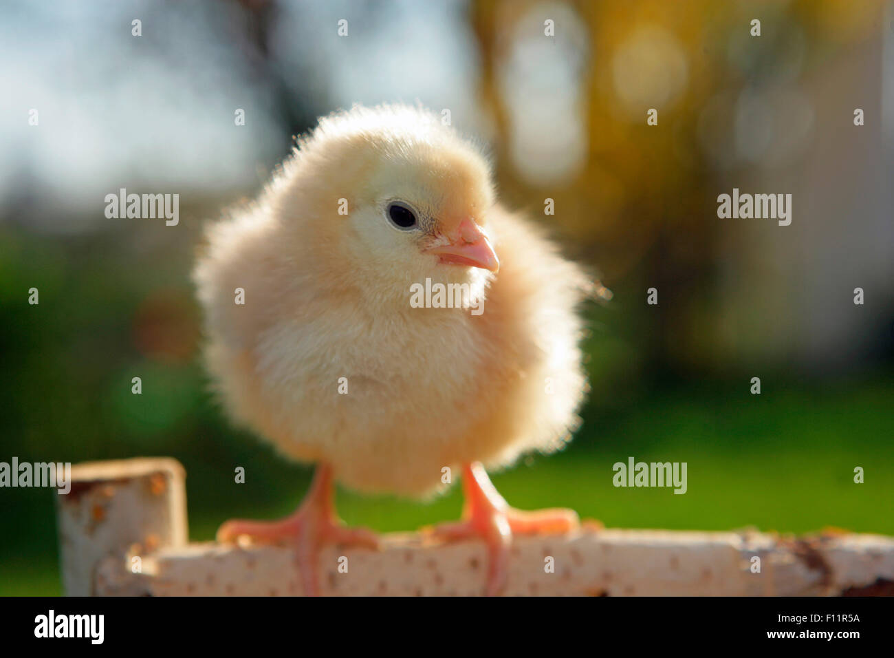 Domestic chicken Single chick standing Birch branch Stock Photo - Alamy