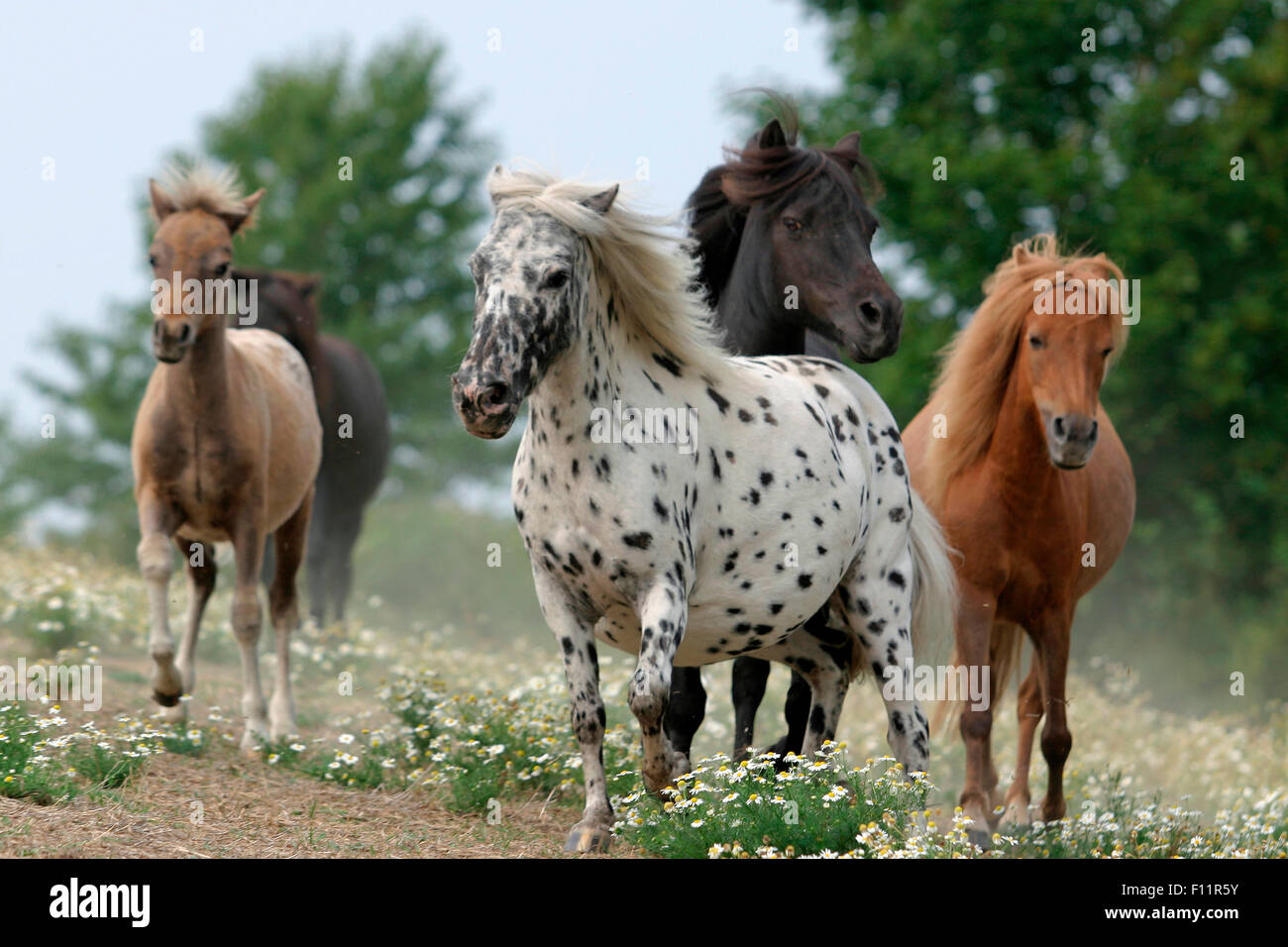 Knabstrup Pony Ponies pasture Stock Photo - Alamy