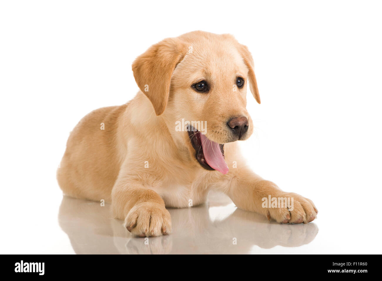 Labrador Retriever Puppy lying while yawning Studio picture against ...