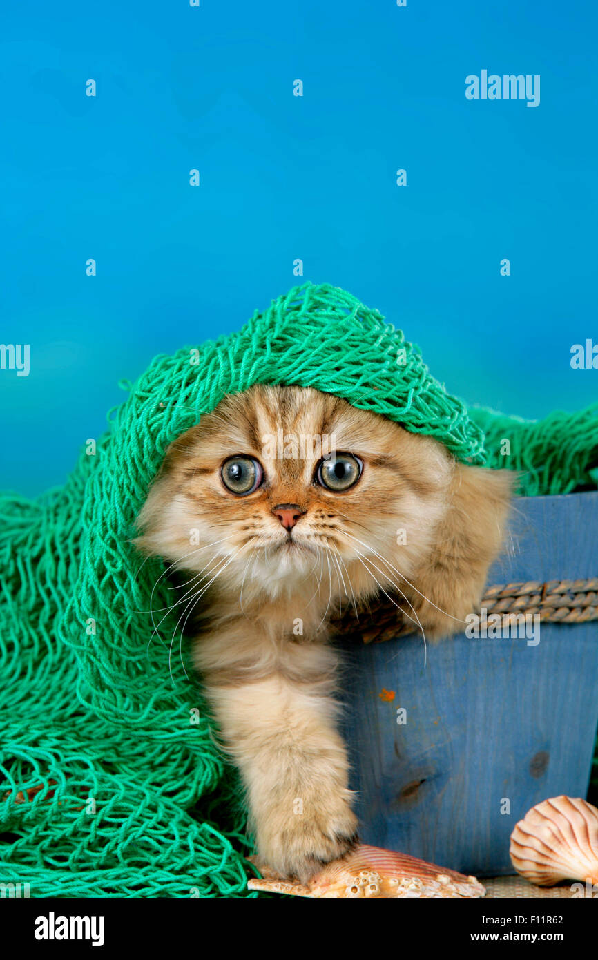 Persian cat Kitten blue bucket, under green fishing net Stock Photo - Alamy