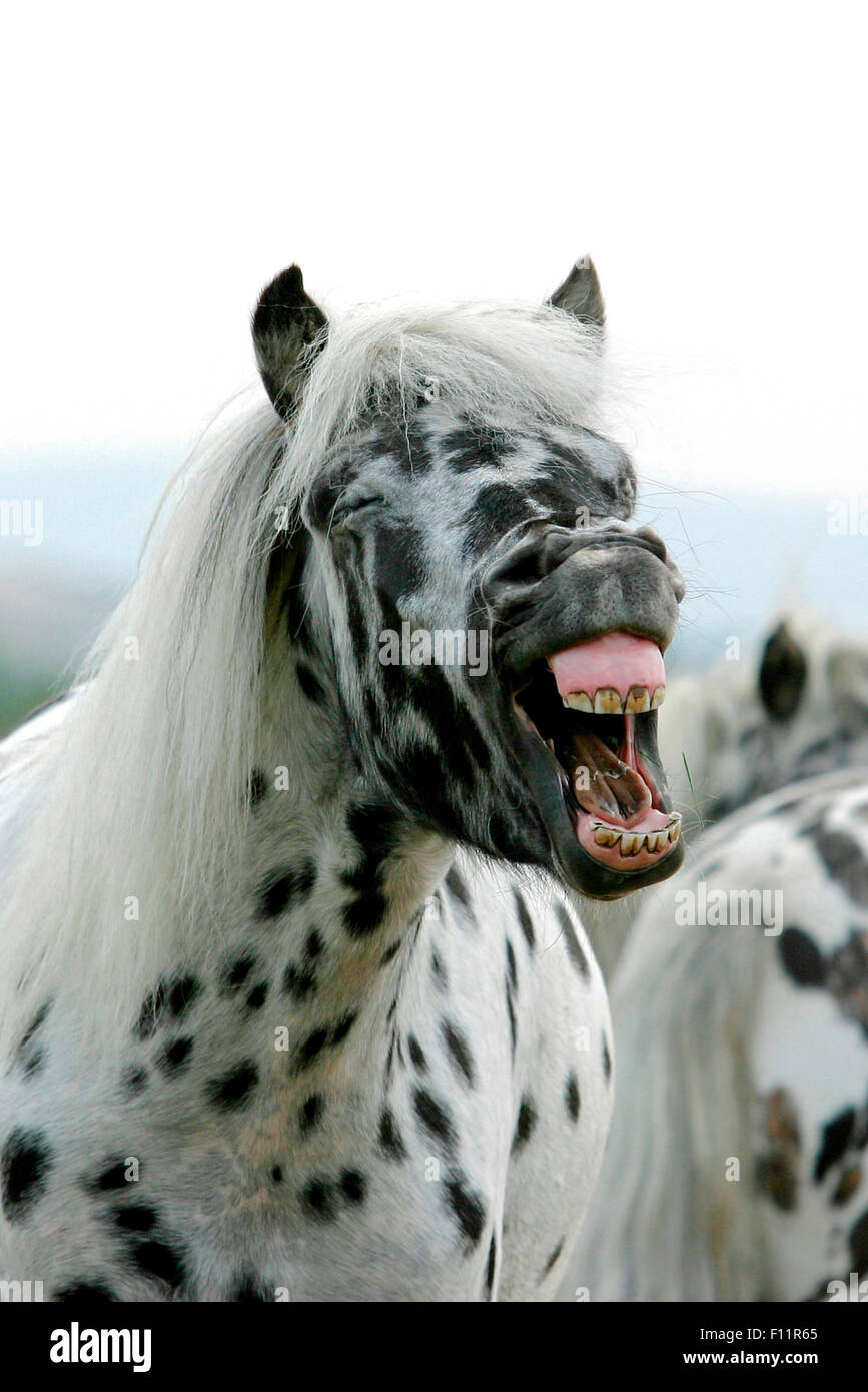 Shetland Pony Leopard-spotted gelding yawning Stock Photo - Alamy