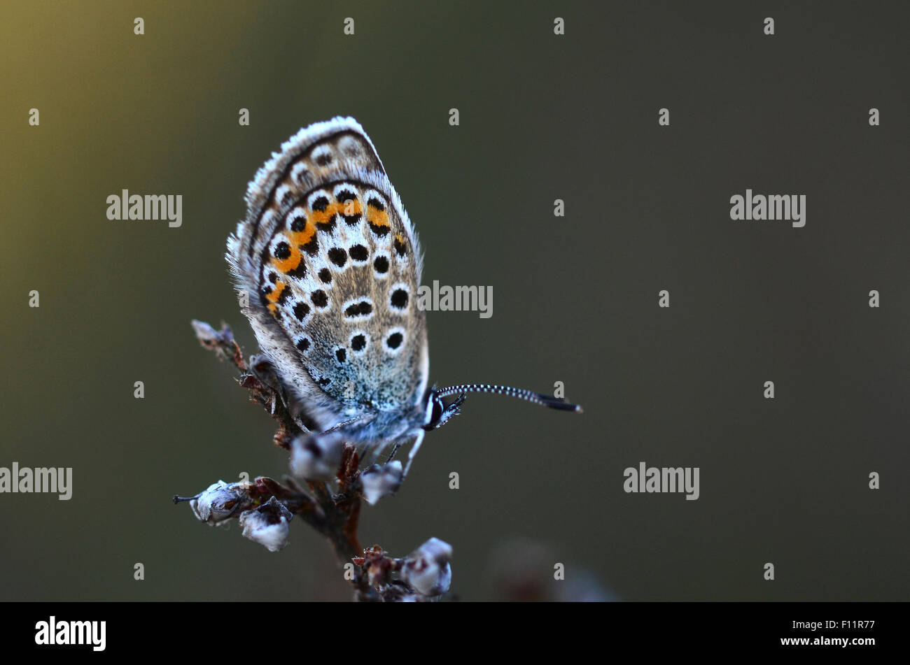 Silver studded blue butterfly hi-res stock photography and images - Alamy