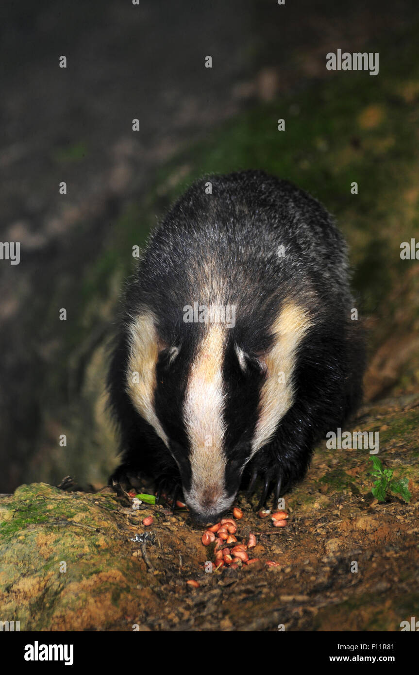 One badger feeding at night UK Stock Photo - Alamy