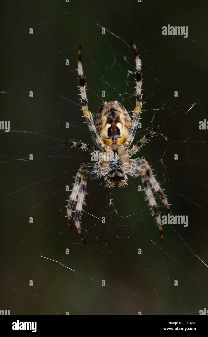 Spider on a web hi-res stock photography and images - Alamy