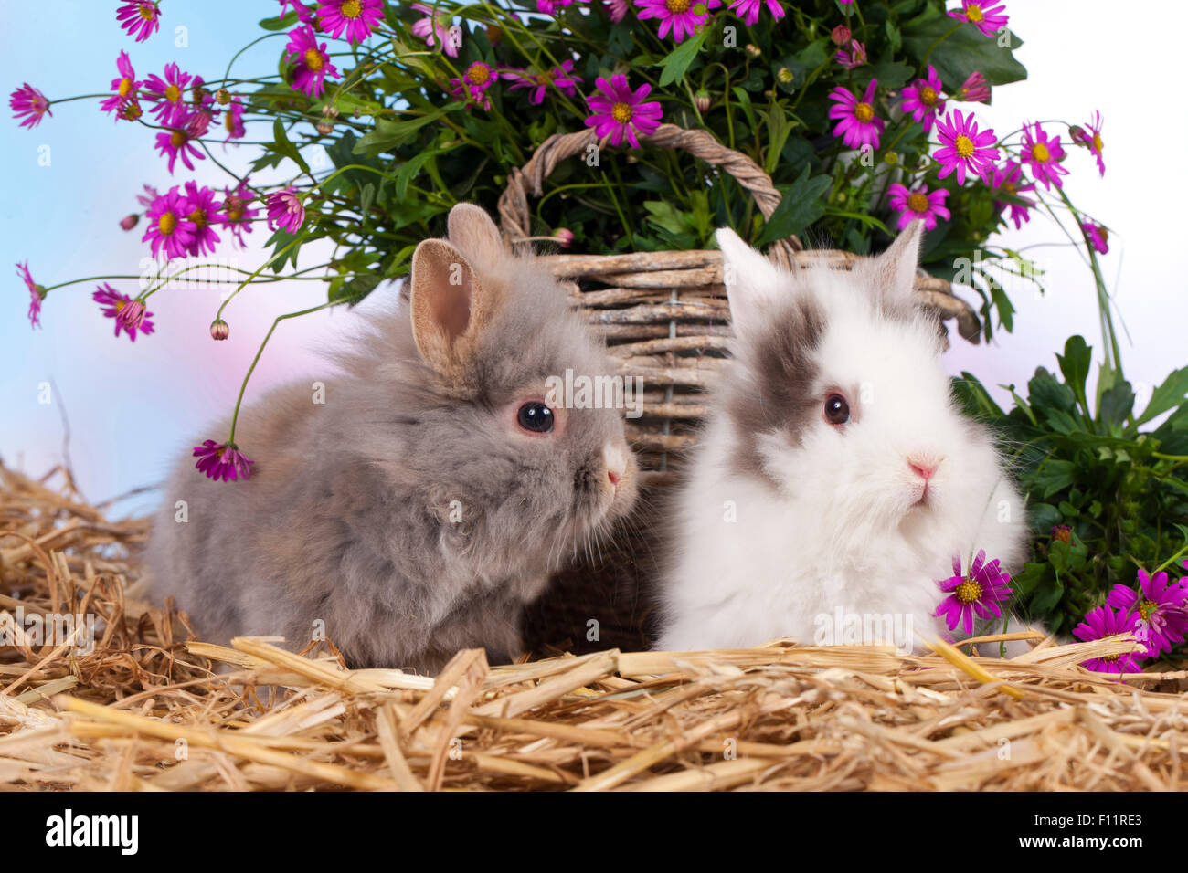Dwarf Rabbit, Lionhead Rabbit Two rabbits front wicker basket purple ...