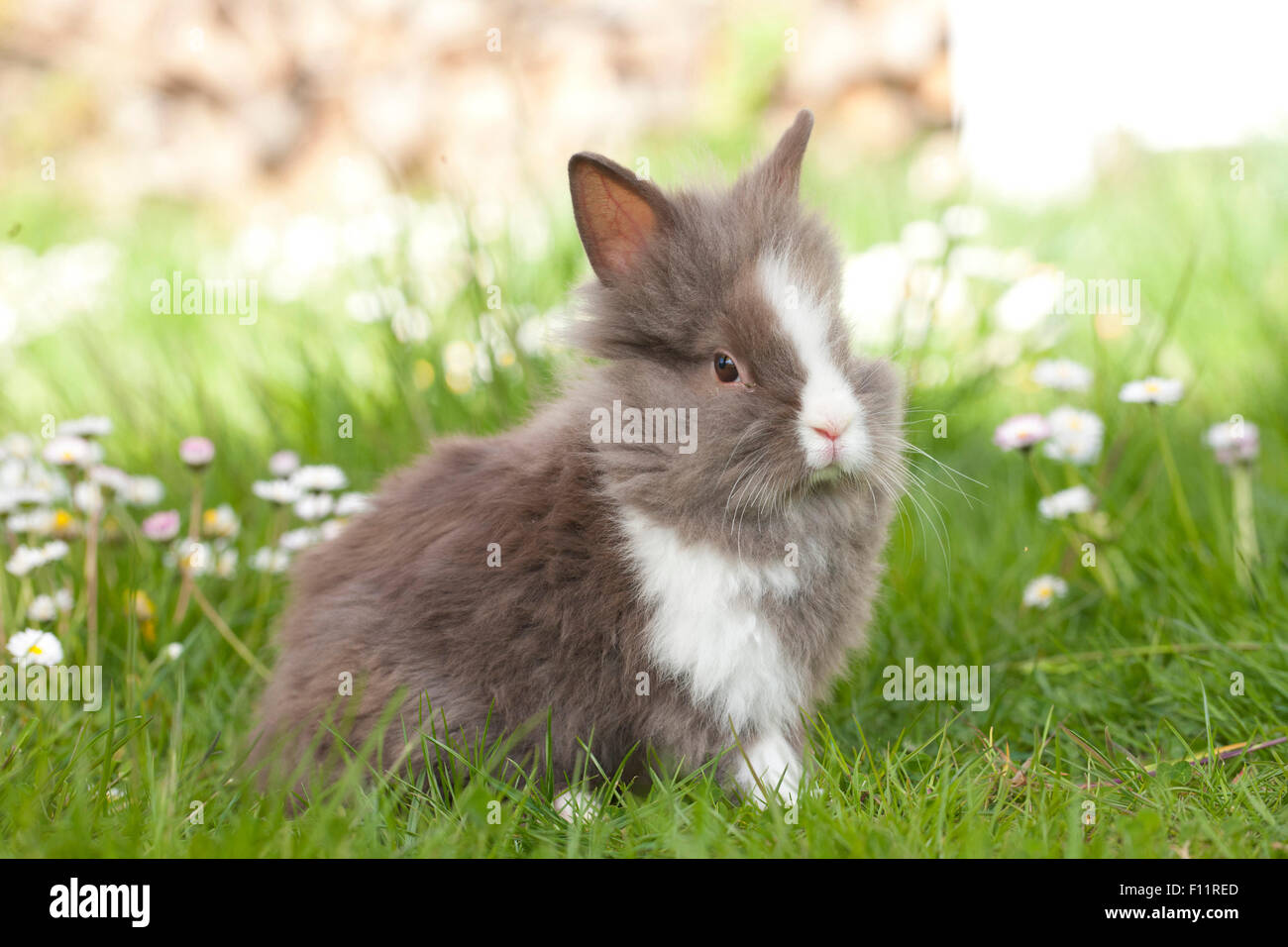 Lionhead rabbit hi-res stock photography and images - Alamy
