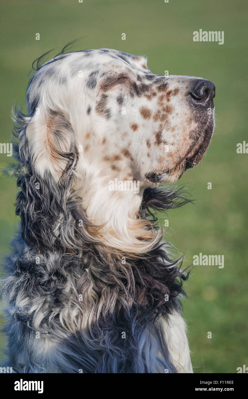 Portrait of english setter hi-res stock photography and images - Alamy
