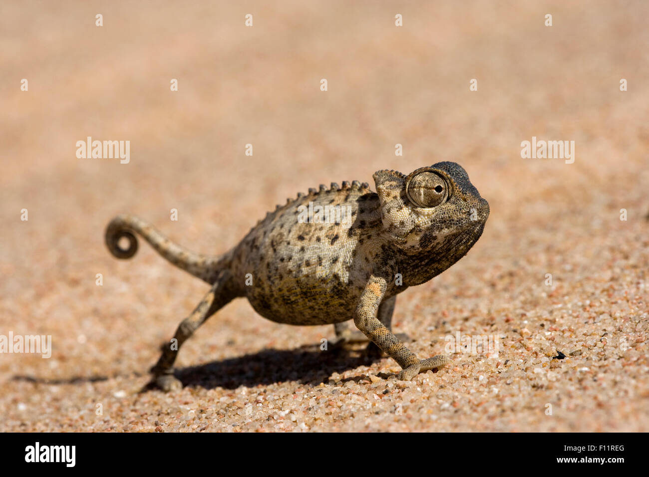 Desert Chameleon, Namaqua Chameleon (Chamaeleo namaquensis) walking ...