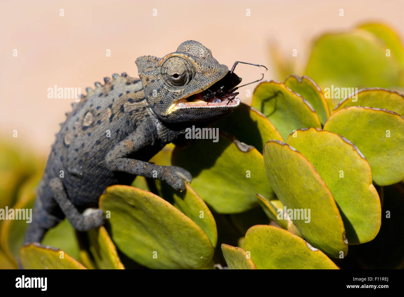 Desert Chameleon, Namaqua Chameleon (Chamaeleo namaquensis) eating ...