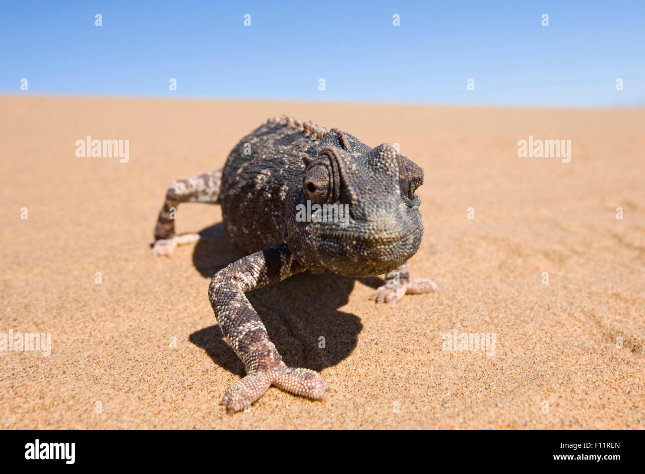 Namaqua chameleon chamaeleonidae hi-res stock photography and images ...