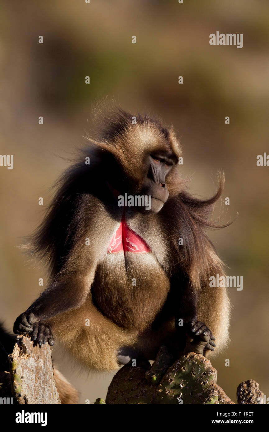 Male gelada theropithecus gelada hi-res stock photography and images ...