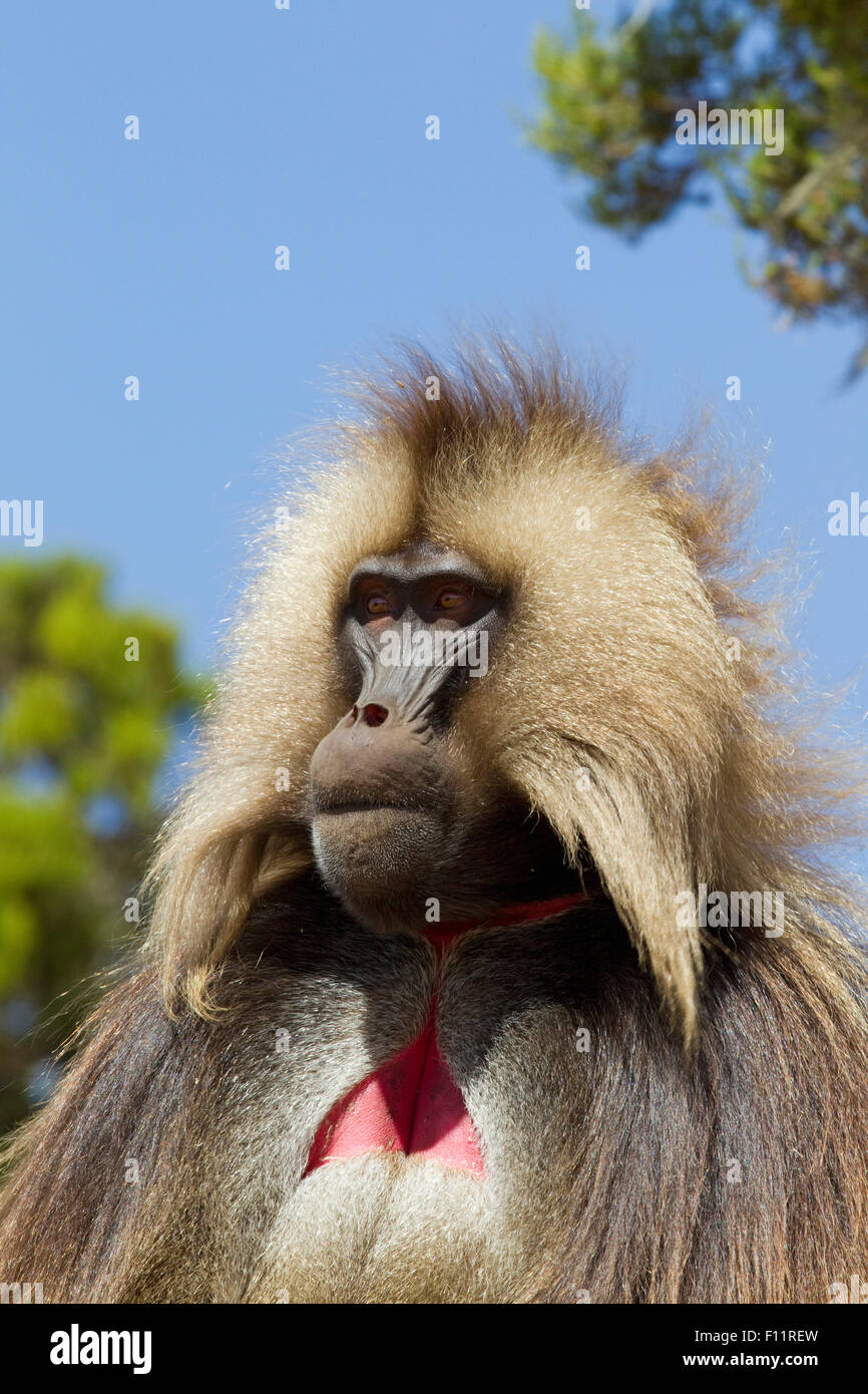 Gelada Baboon (Theropithecus gelada) Portrait adult male Simien ...
