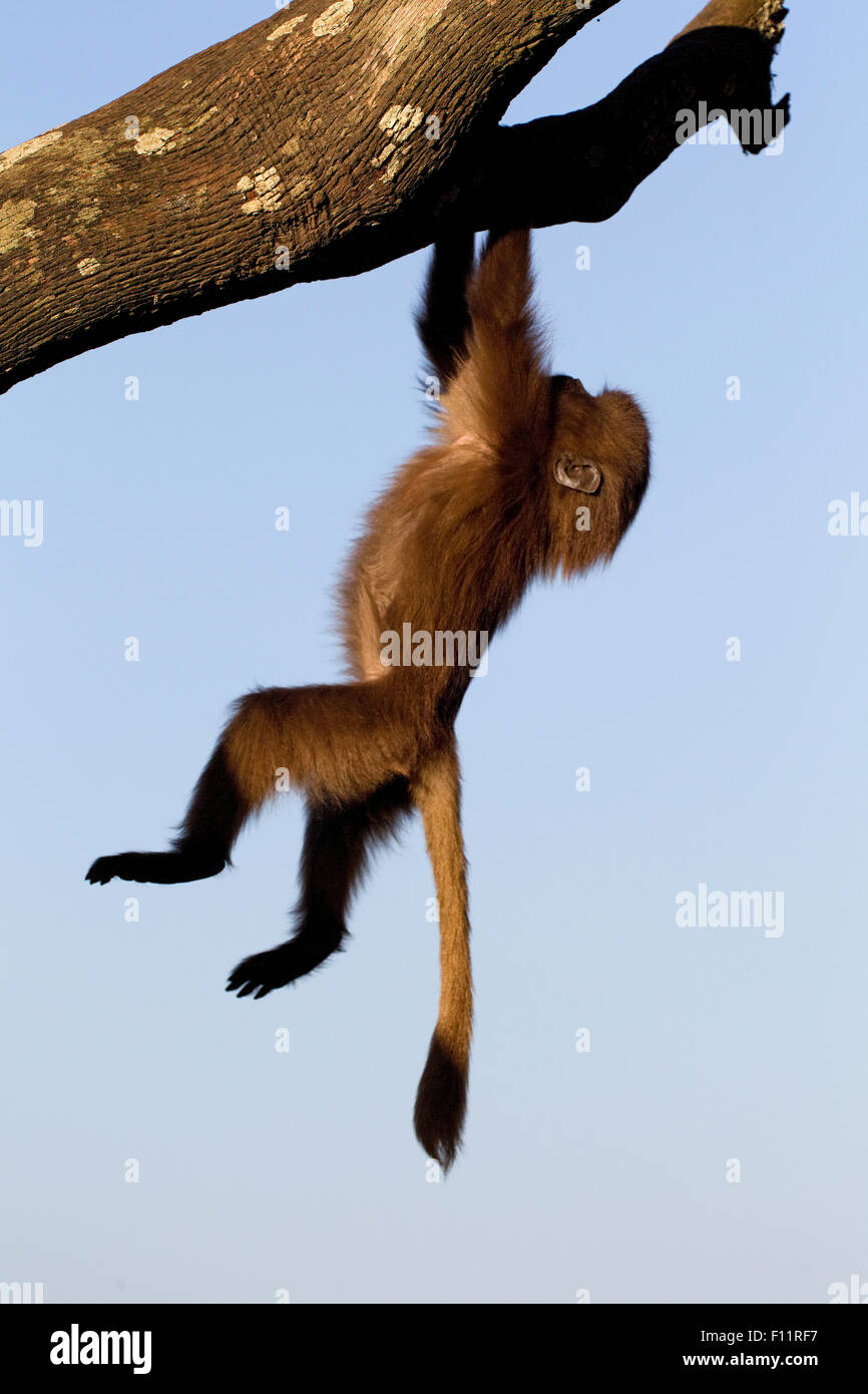 Gelada Baboon (Theropithecus gelada) Juvenile hanging tree Simien ...