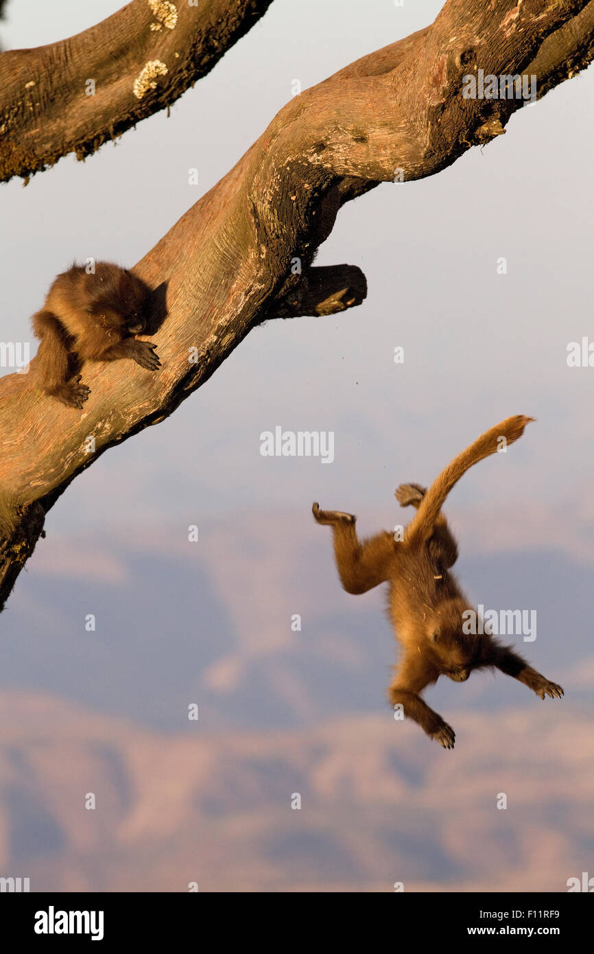 Leaping baboon hi-res stock photography and images - Alamy