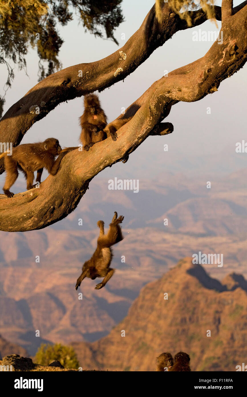 Gelada Baboon (Theropithecus gelada) leaping from tree Simien Mountains ...