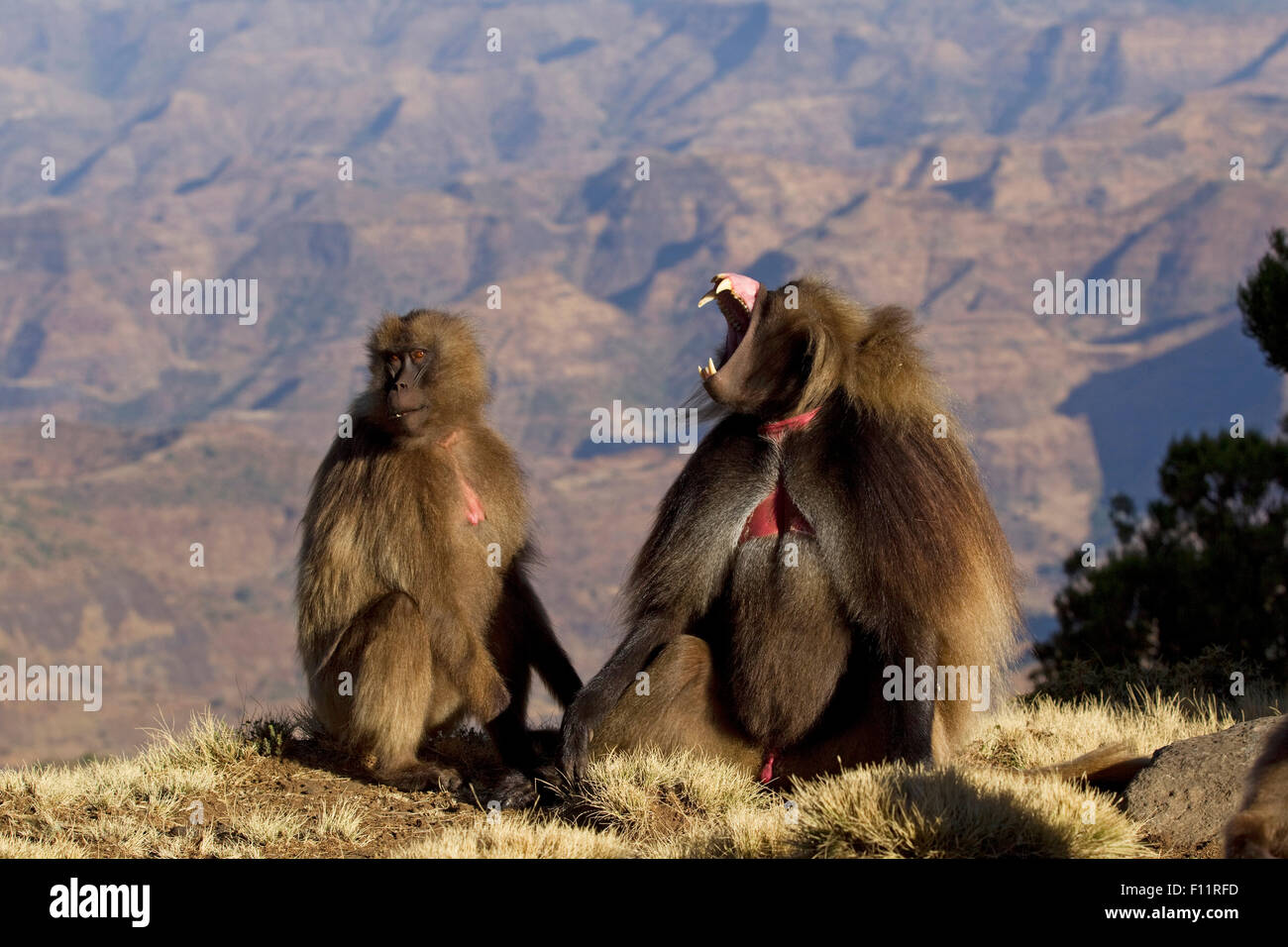 Gelada baboon female hi-res stock photography and images - Alamy