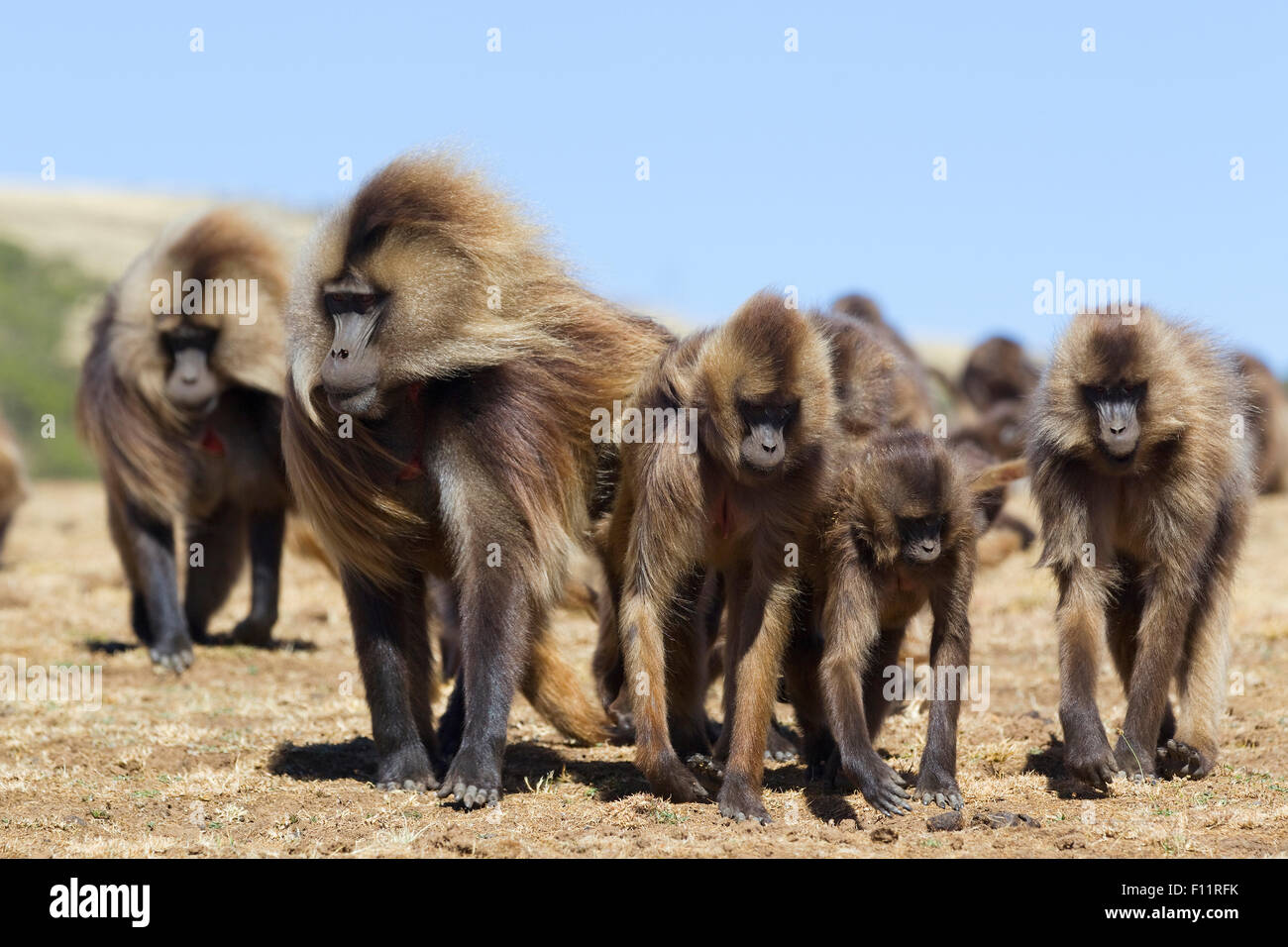 Baboon group hi-res stock photography and images - Alamy