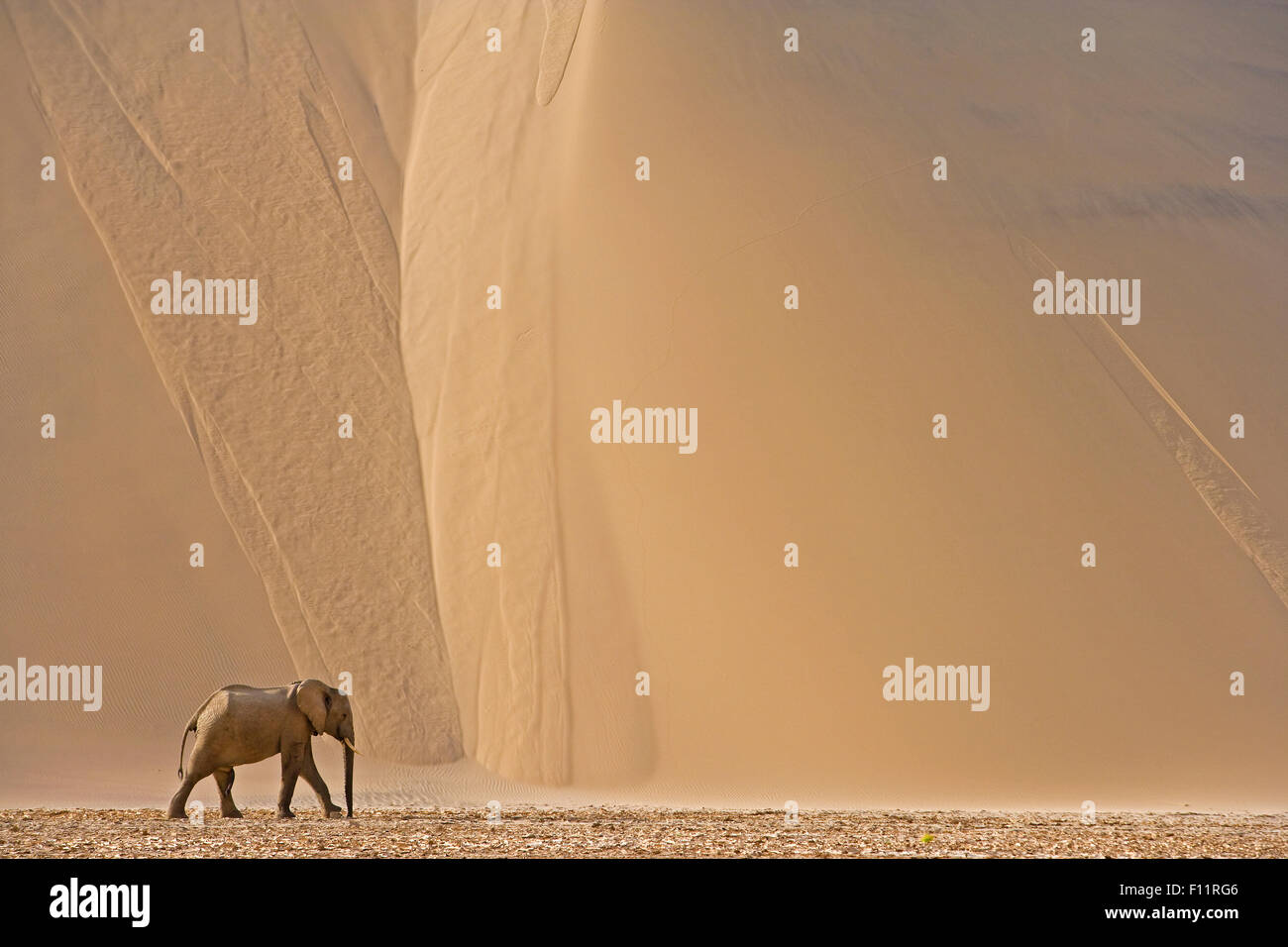 African Elephant, Desert Elephant (Loxodonta africana africana) Adult ...