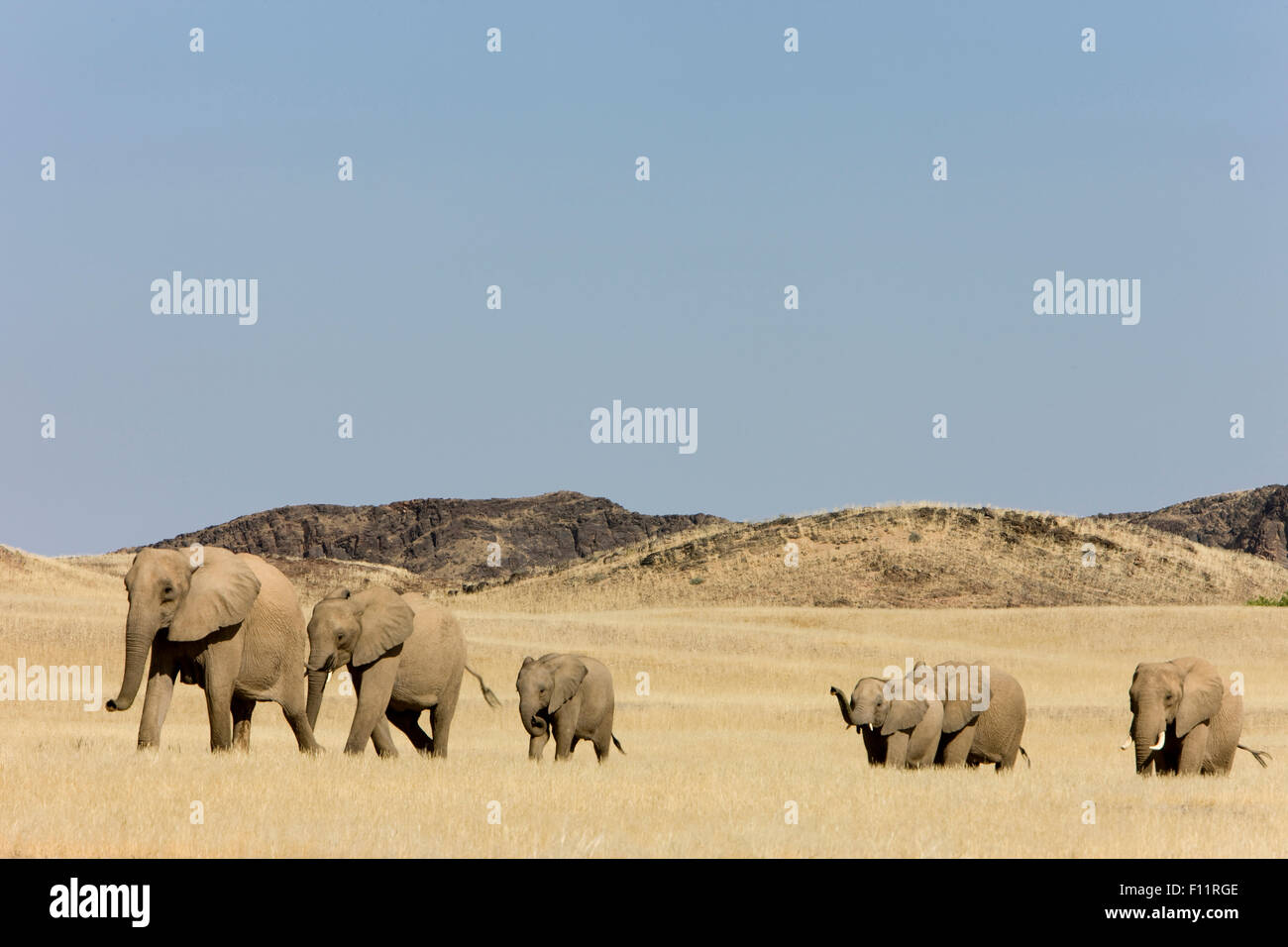 African desert elephant hi-res stock photography and images - Alamy